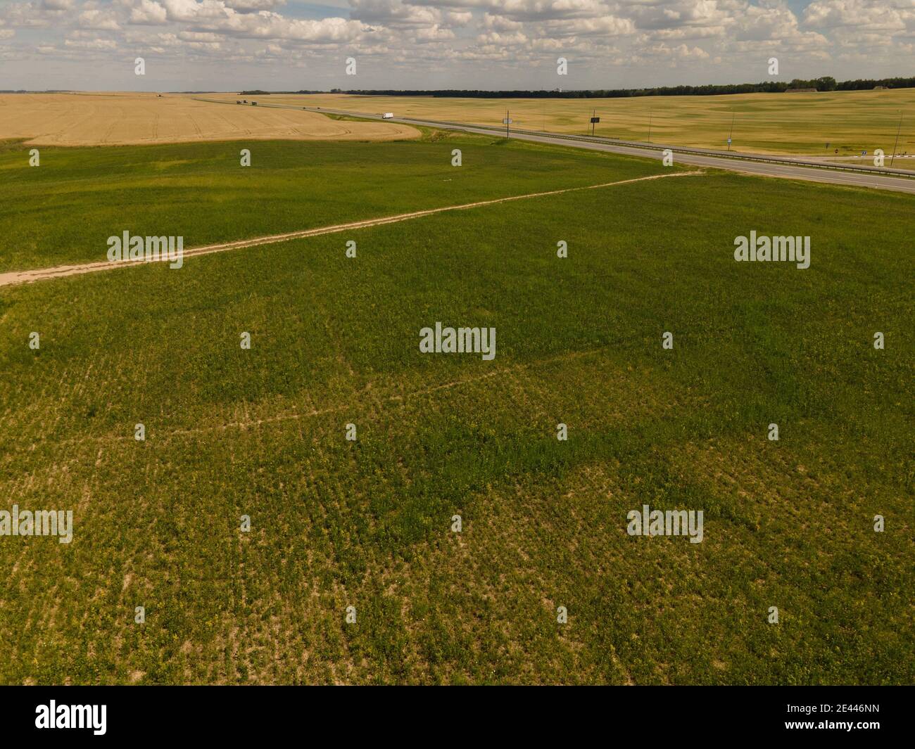 View from a flying drone, a field with green grass on a summer day ...
