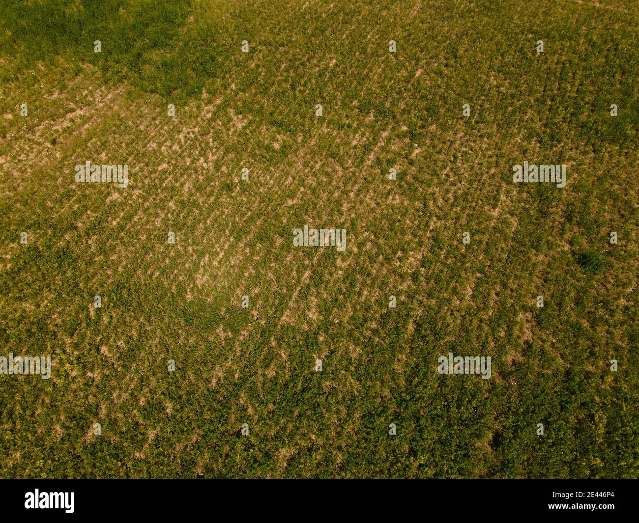 View from a flying drone, a field with green grass on a summer day ...