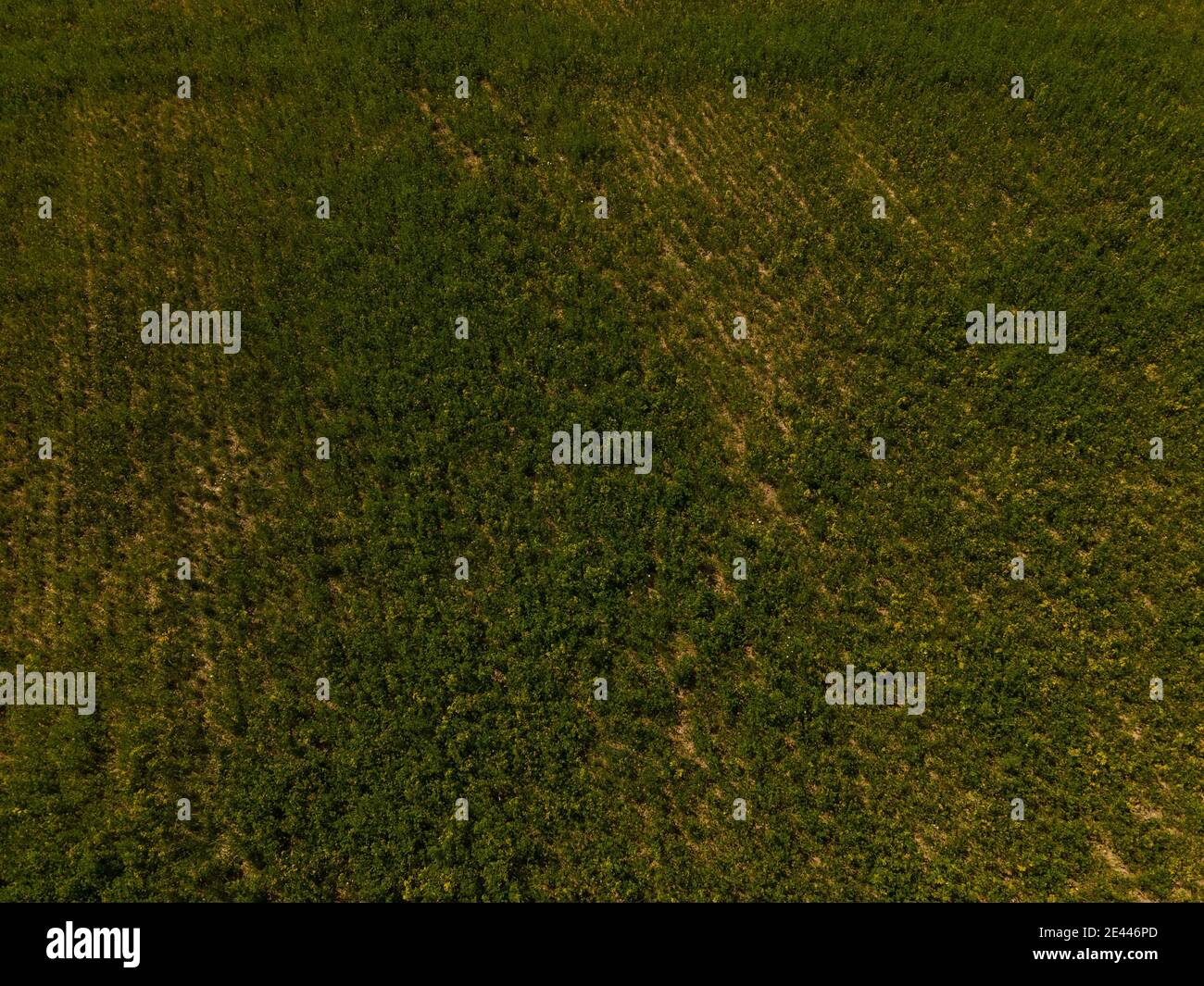 View from a flying drone, a field with green grass on a summer day ...