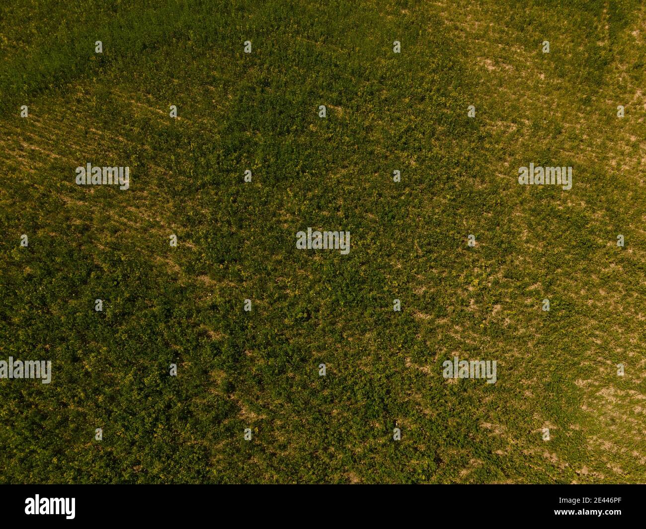 View from a flying drone, a field with green grass on a summer day ...