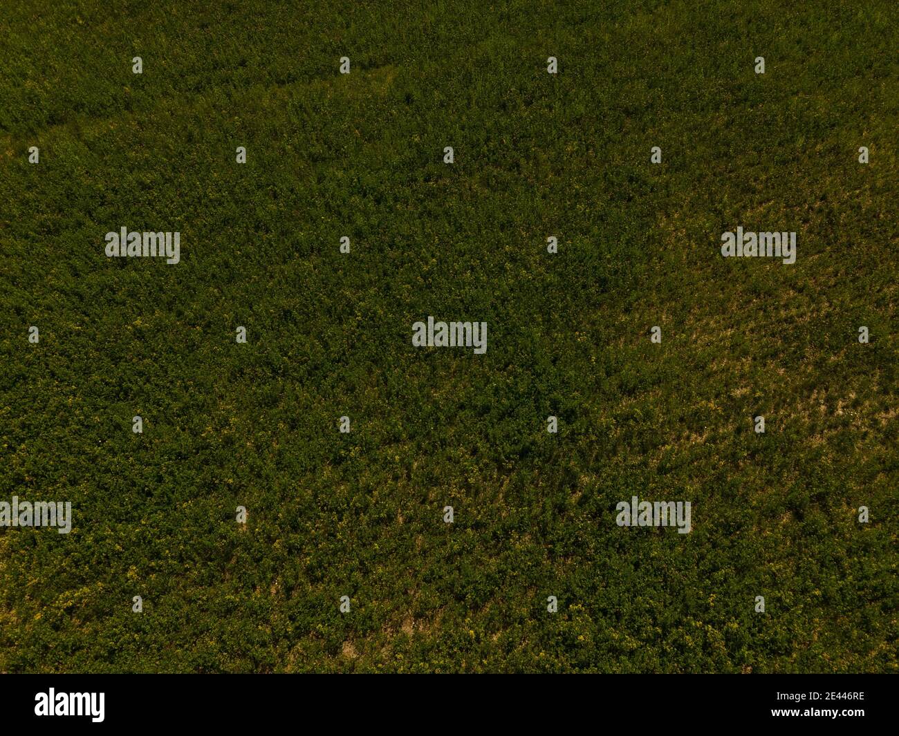View from a flying drone, a field with green grass on a summer day ...