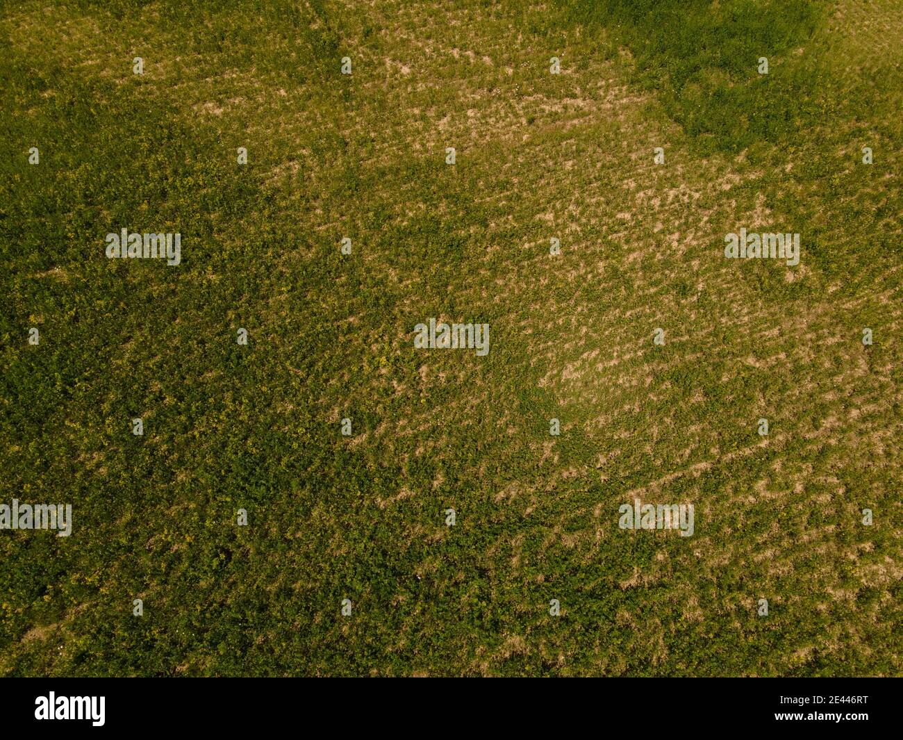 View from a flying drone, a field with green grass on a summer day ...
