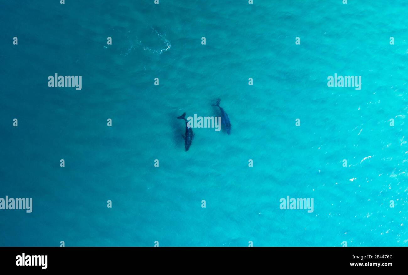 Shark swimming aerial hi-res stock photography and images - Alamy