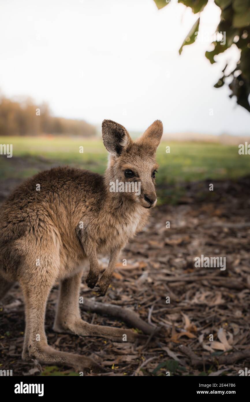 Eastern Grey Kangaroo Joey High Resolution Stock Photography and Images ...