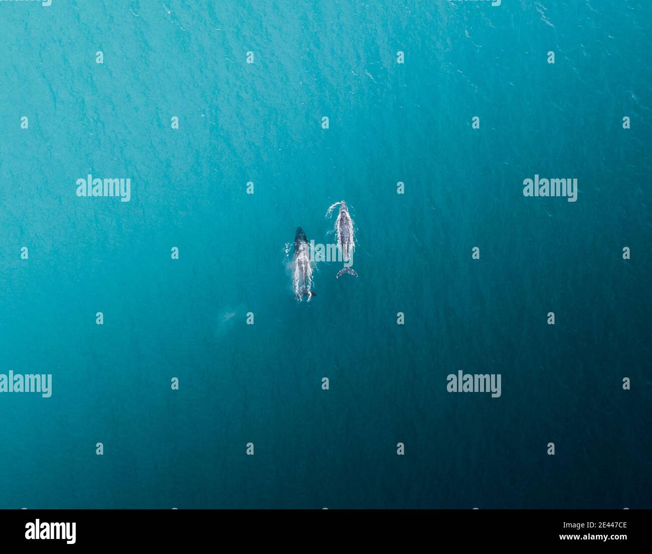 Shark swimming aerial hi-res stock photography and images - Alamy