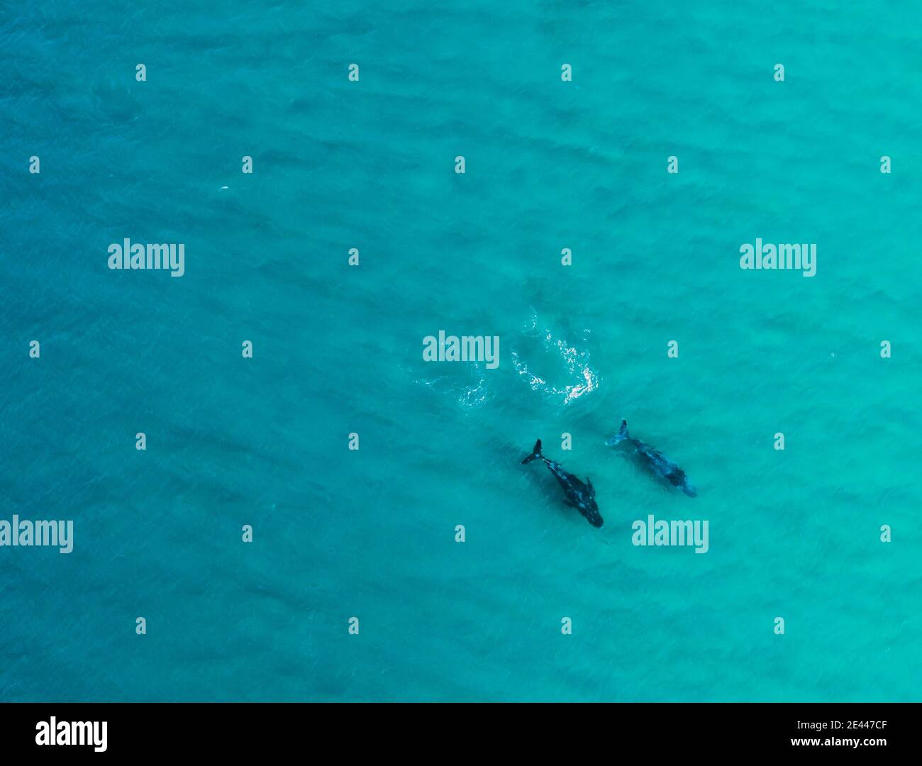 Shark swimming aerial hi-res stock photography and images - Alamy