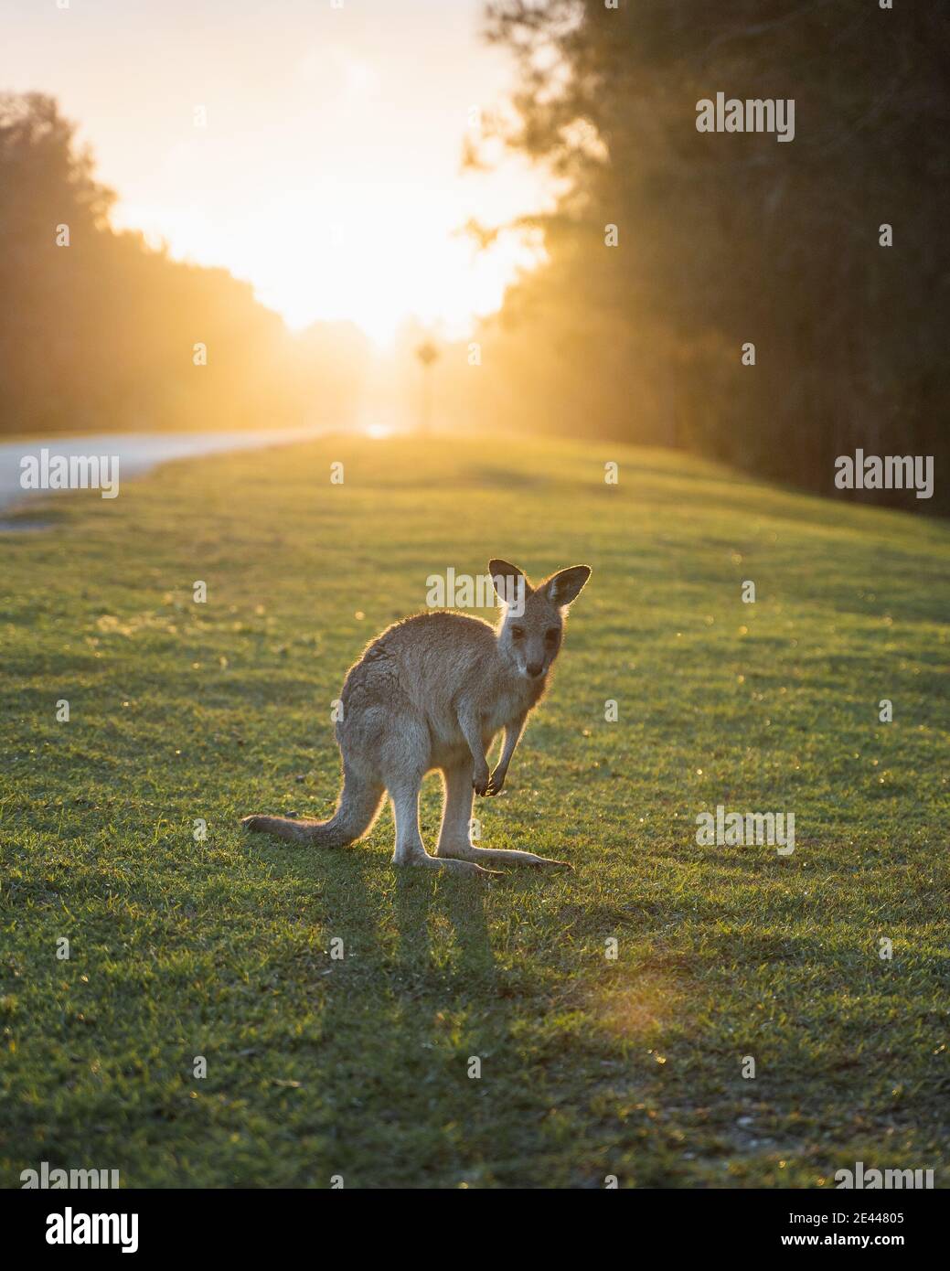 Cute red kangaroo grazing on green grassy meadow near forest against ...