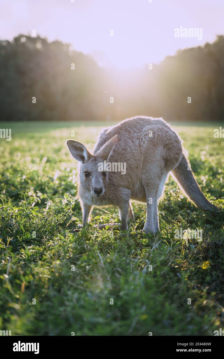 Red kangaroo habitat hi-res stock photography and images - Alamy
