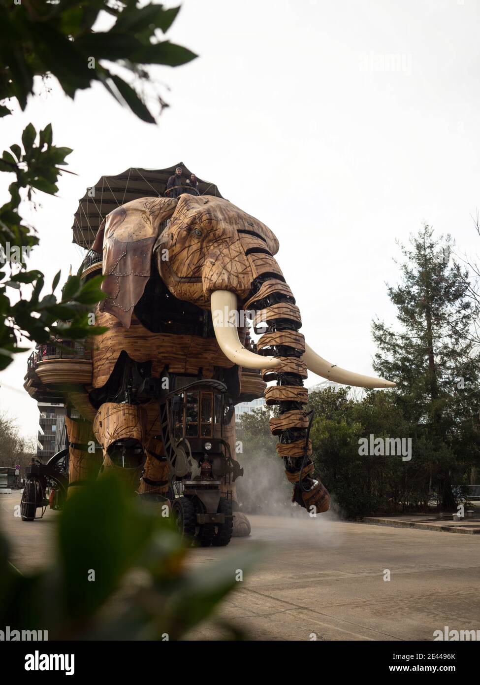 Elephant Carrying Wood High Resolution Stock Photography and Images - Alamy