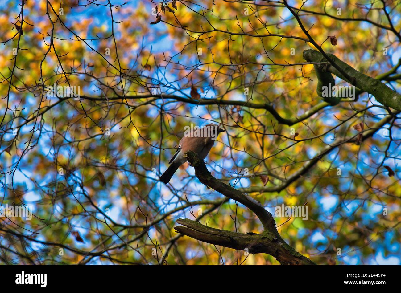Birds in treetops hi-res stock photography and images - Alamy