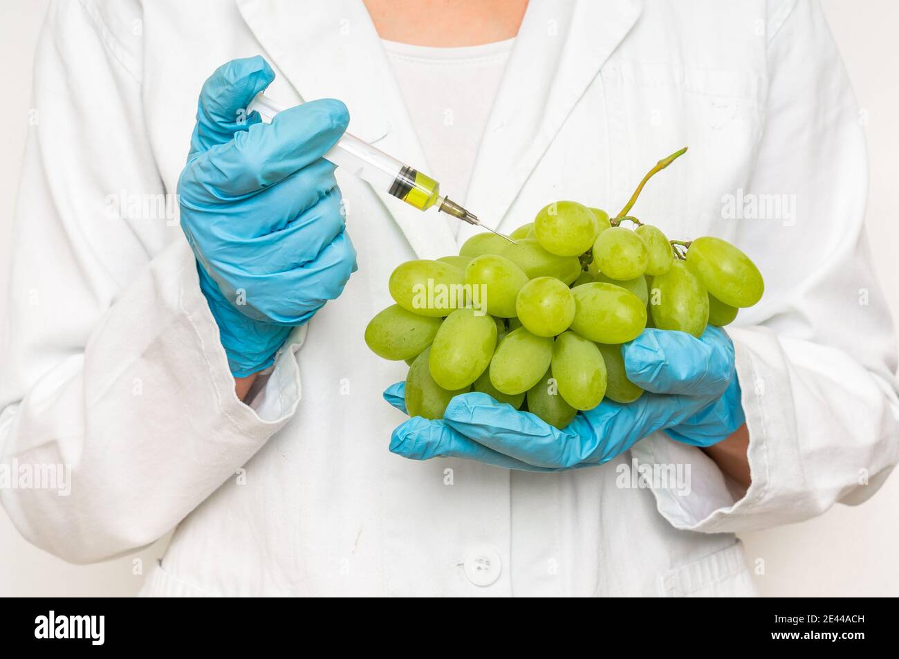 GMO scientist injecting liquid from syringe into grapes - genetically ...