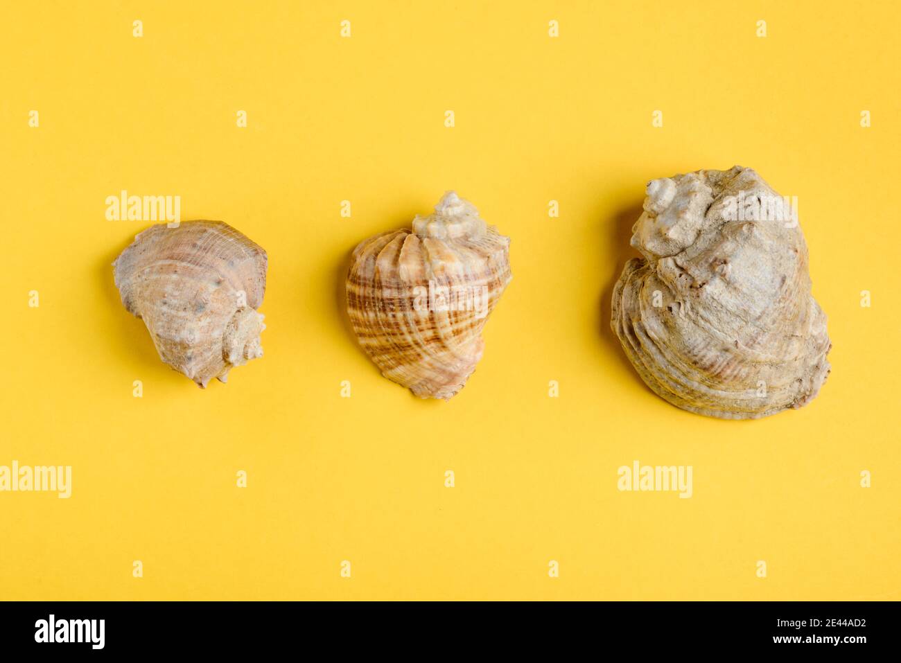 Three beautiful seashells on yellow. Natural marine souvenirs Stock ...