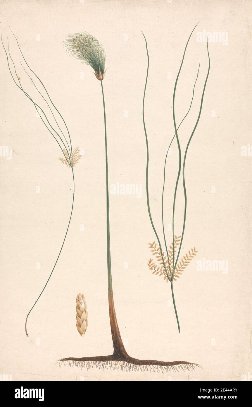 Inflorescence drawing hi-res stock photography and images - Alamy