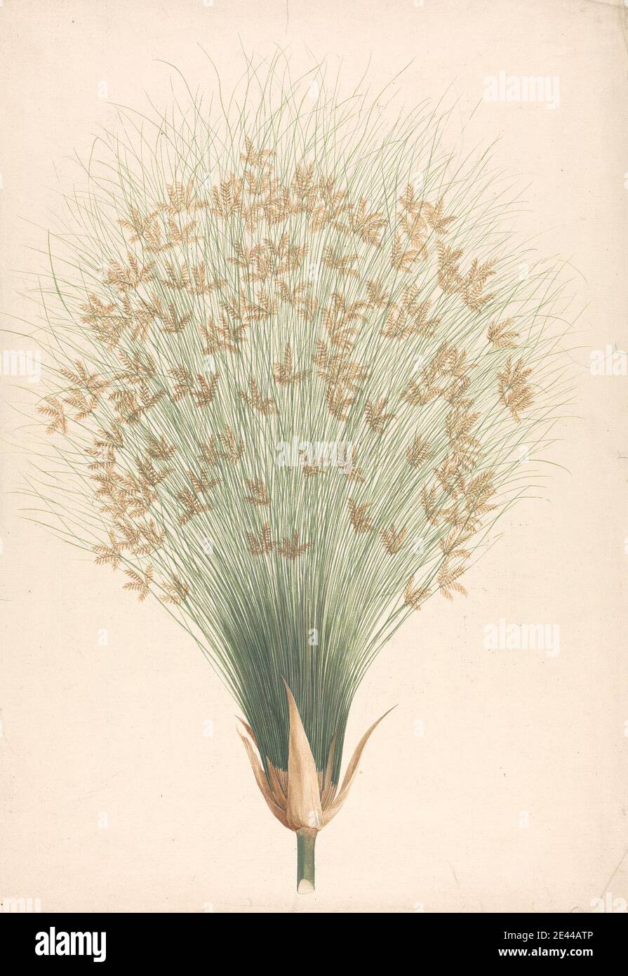 Inflorescence drawing hi-res stock photography and images - Alamy