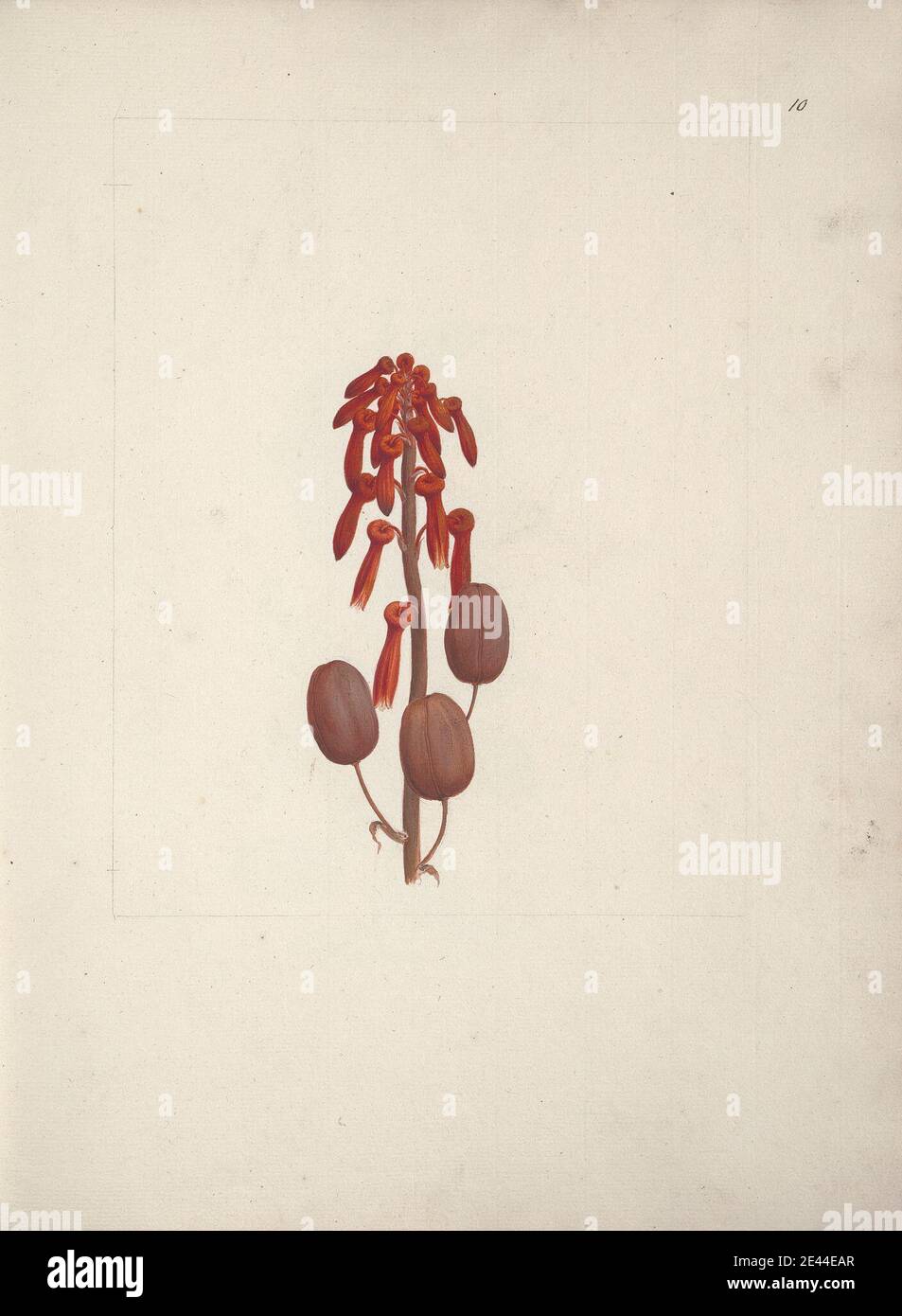 Aloe macrocarpa todaro hi-res stock photography and images - Alamy