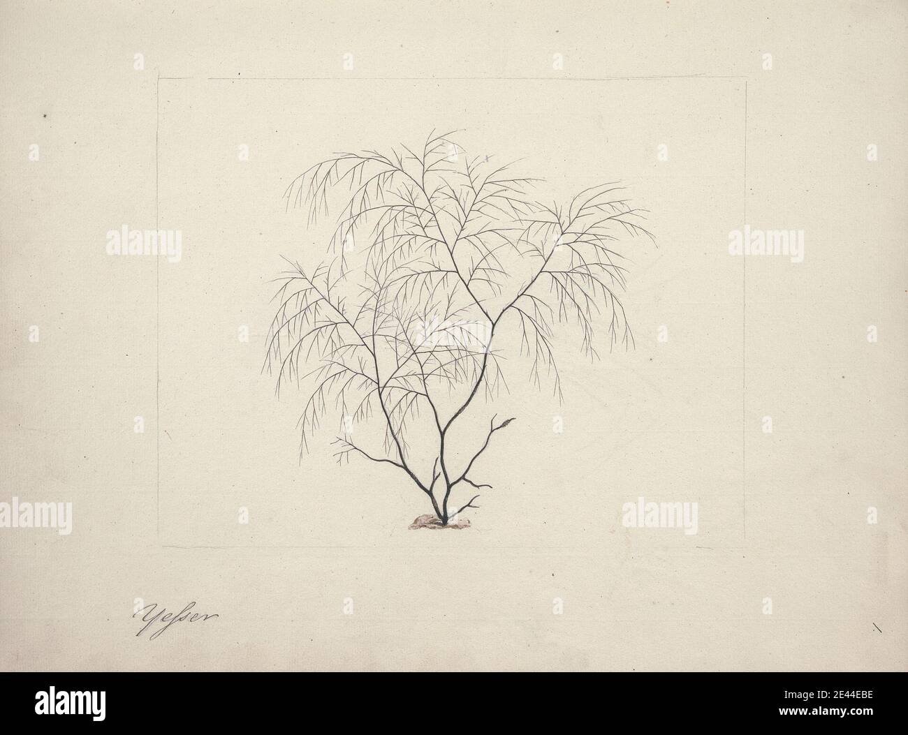 Luigi Balugani, 1737â€“1770, Italian, Alge indeterminate species ...