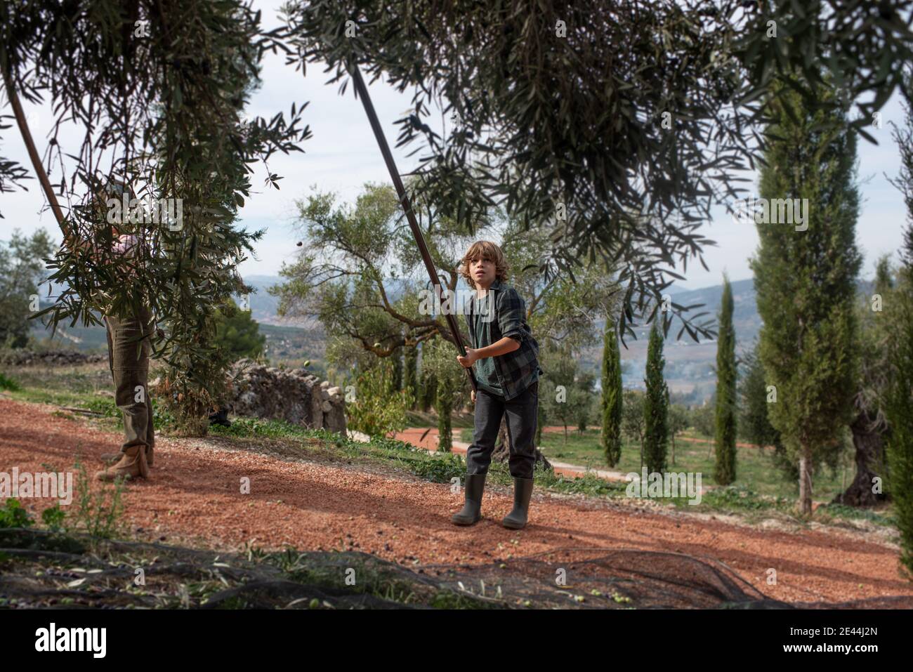 Full body of concentrated boy in casual clothes hitting olive tree with ...