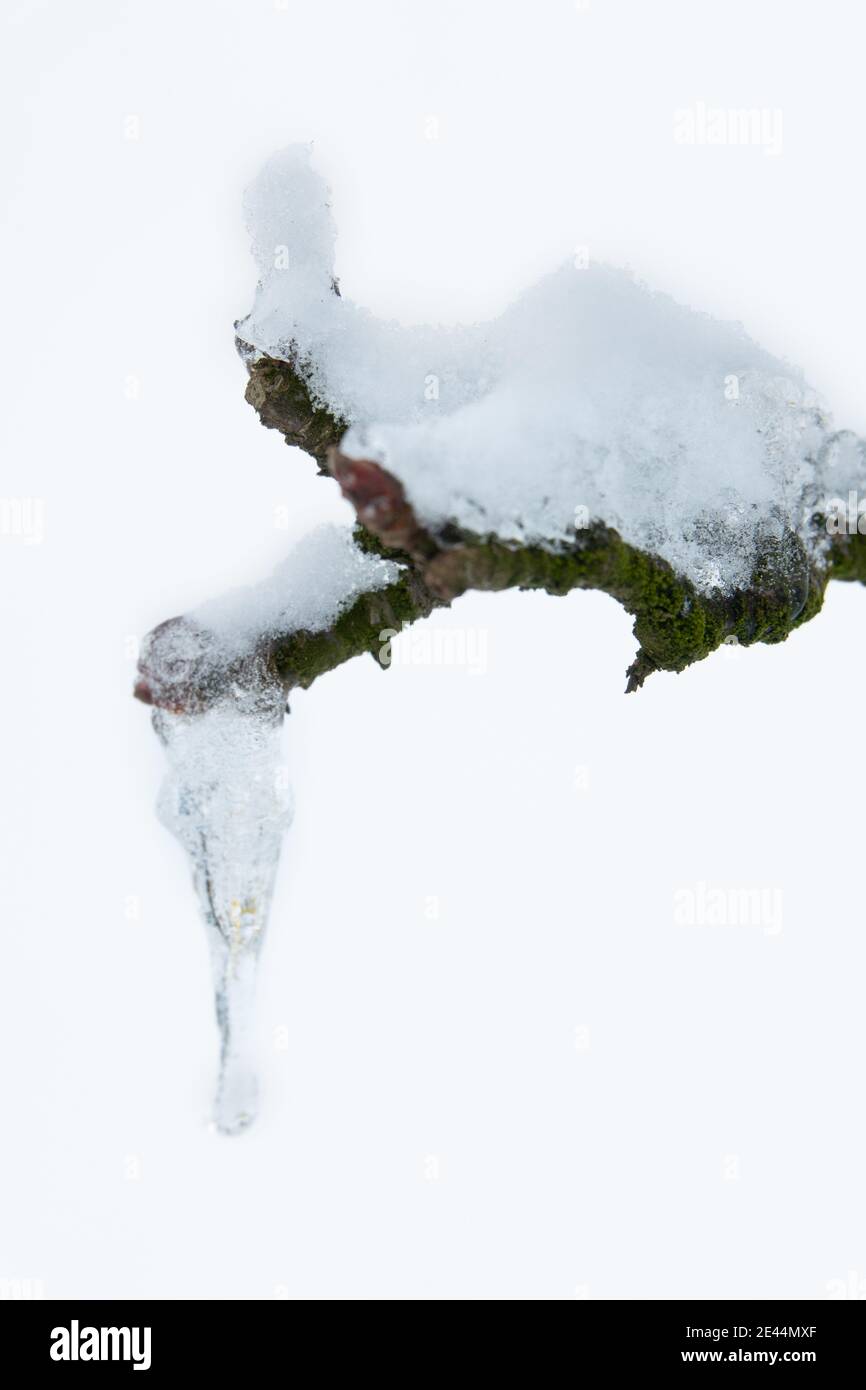 Small freezer on branch covered with snow Stock Photo - Alamy