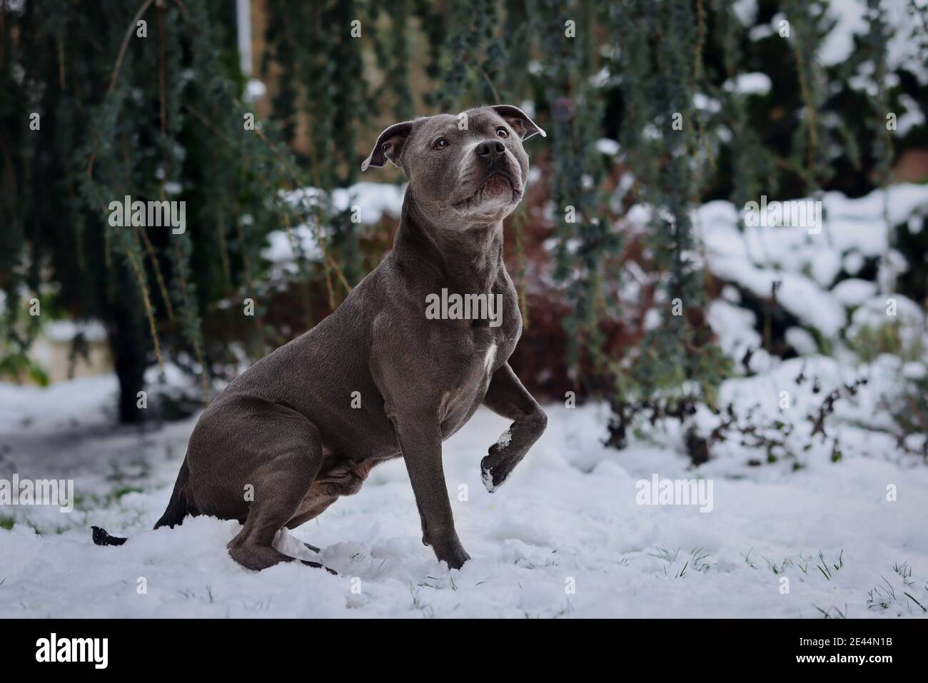 English Staffordshire Bull Terrier with One Paw Up Sits in the Winter ...