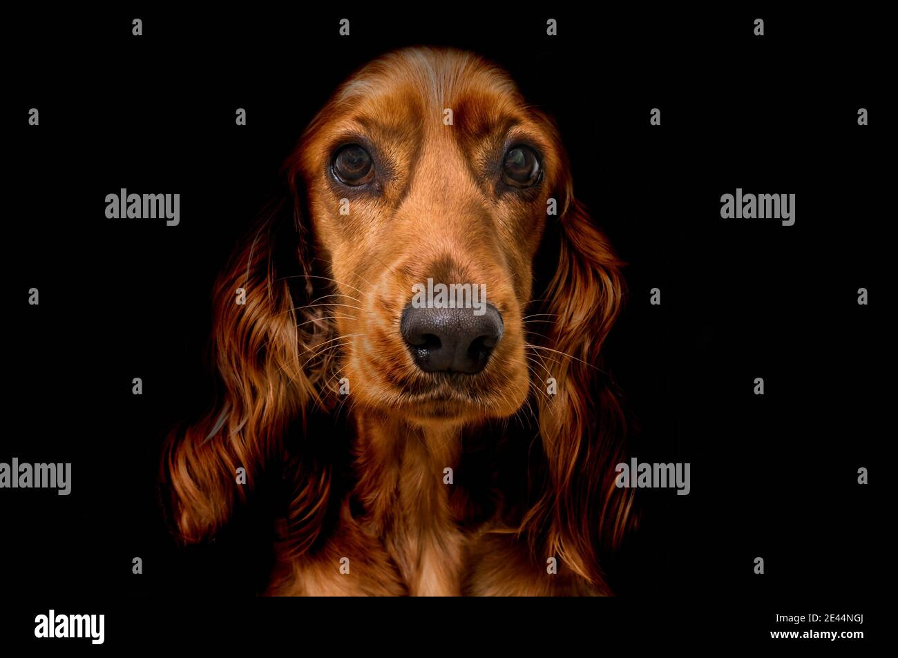 Side view adorable english spaniel hi-res stock photography and images ...