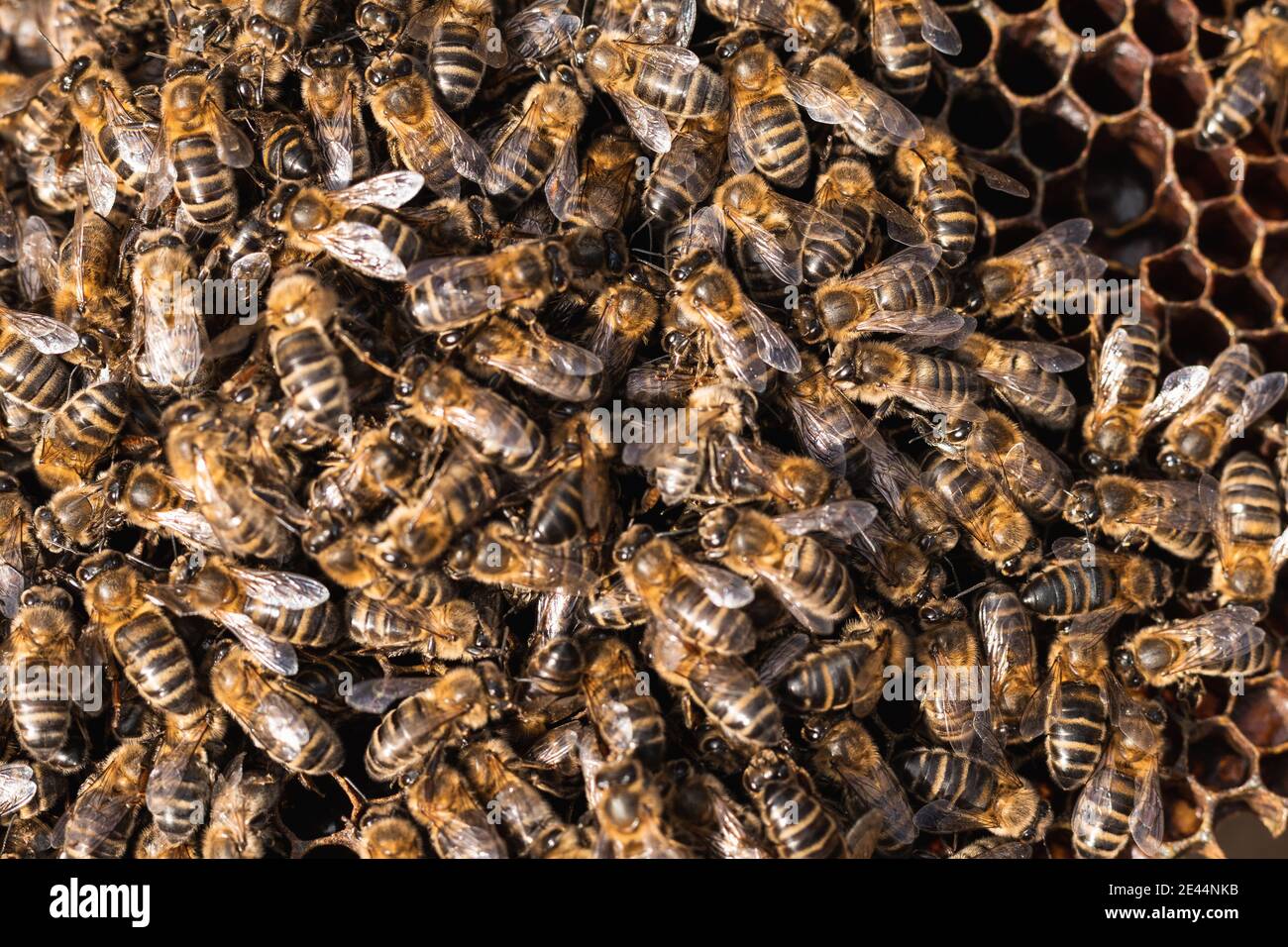 Top view closeup of many bees sitting on honeycomb in apiary in ...