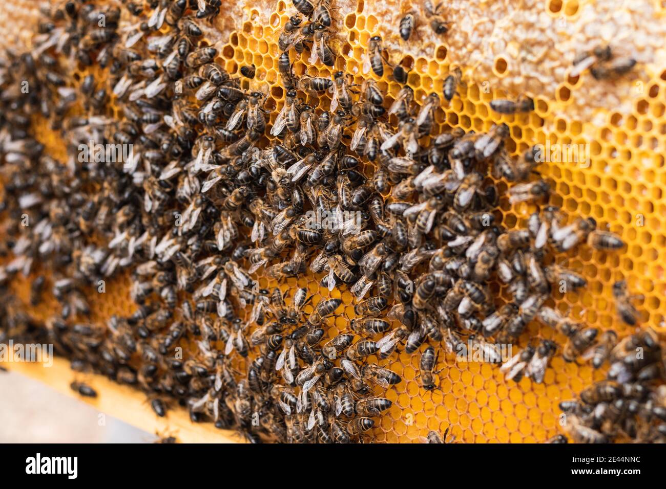 Top view honey bee sitting hi-res stock photography and images - Alamy