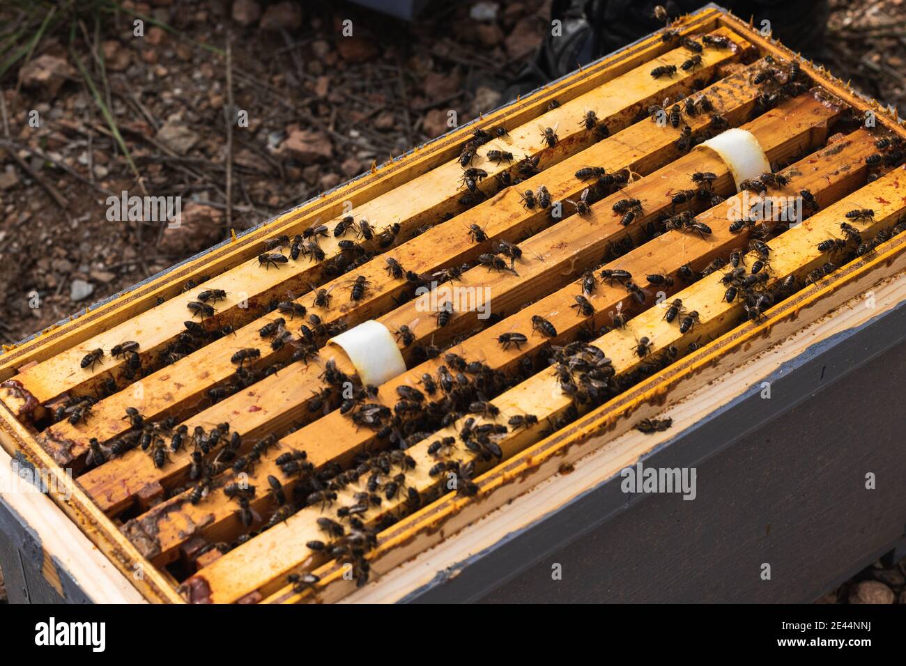 From above many bees gathering on wooden beehive on sunny day in apiary ...