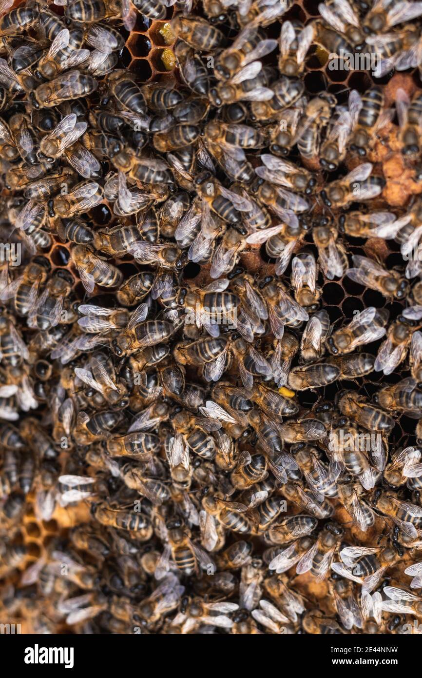 Top view honey bee sitting hi-res stock photography and images - Alamy