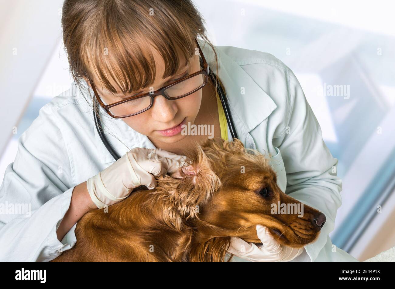 Veterinarian checks ears to a dog - animal and pet veterinary care ...