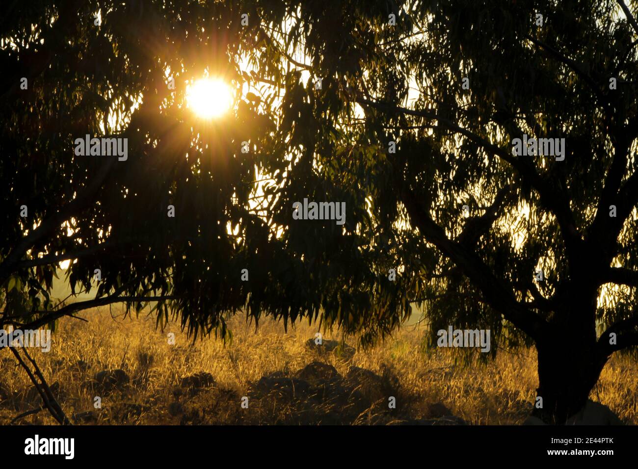 Countryside landscape with native bushes and eucalyptus trees in the ...