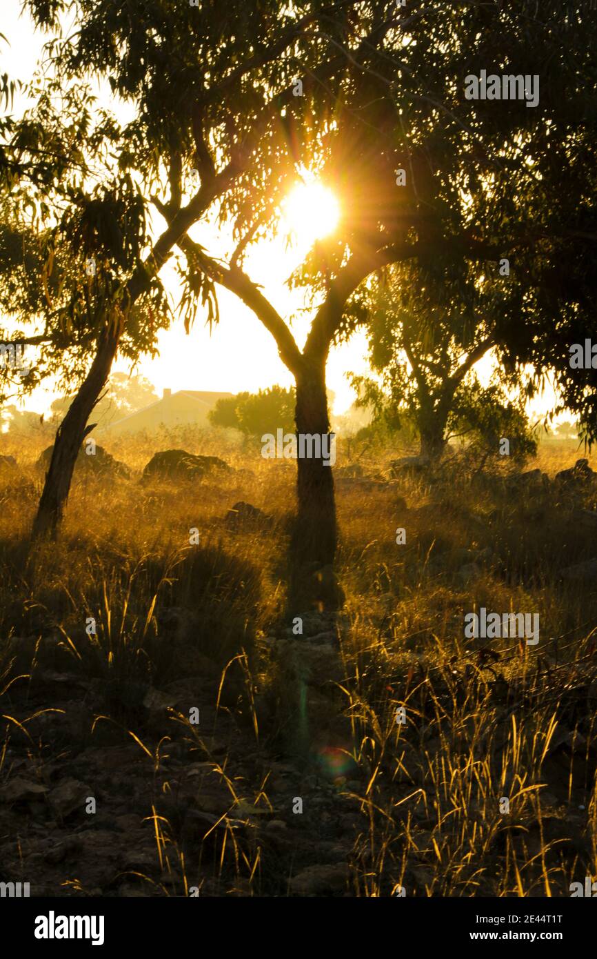 Countryside landscape with native bushes and eucalyptus trees in the ...