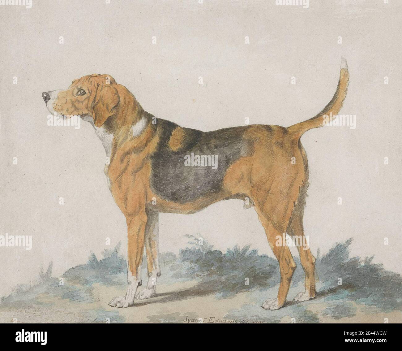 Sydenham edwards hi-res stock photography and images - Alamy