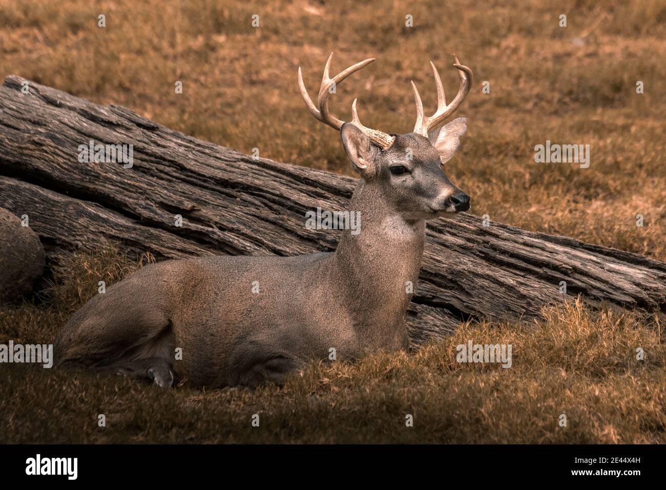 Beautiful deer lying on the dry grass next to a fallen tree trunk Stock ...
