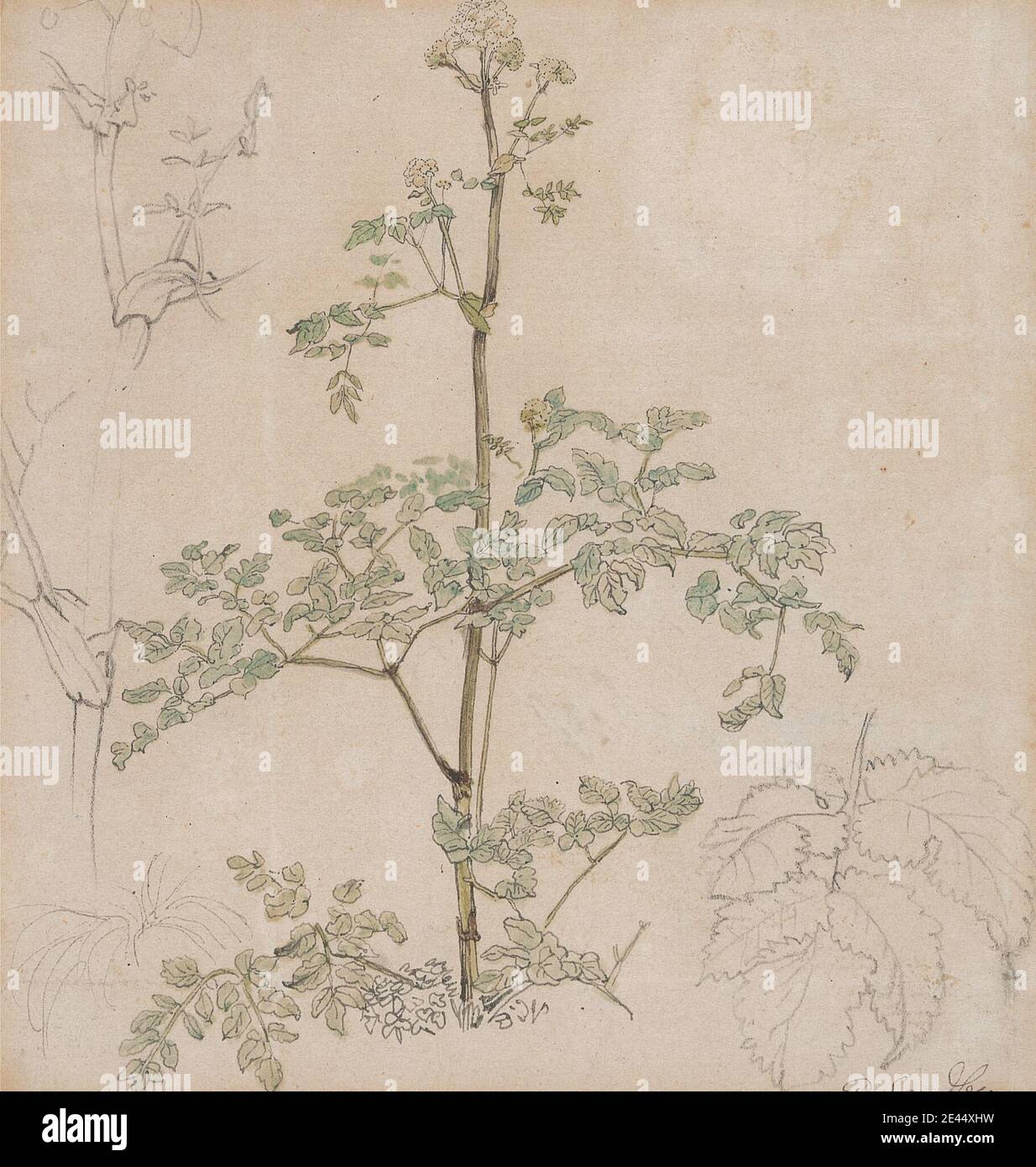 Paul Sandby RA, 1731â€“1809, British, Study of Cow Parsley, undated ...