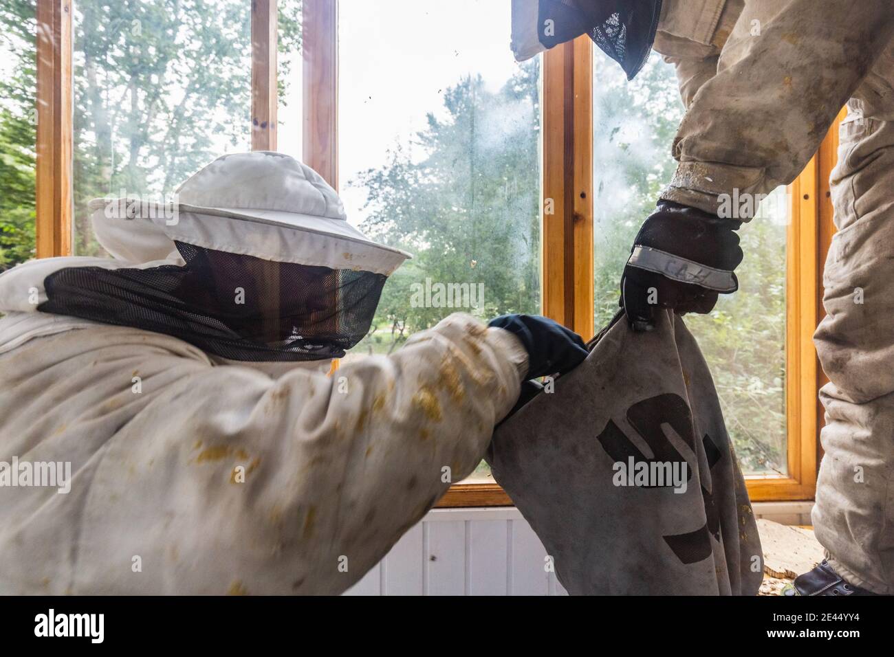 Destruction of the bee nest Stock Photo - Alamy