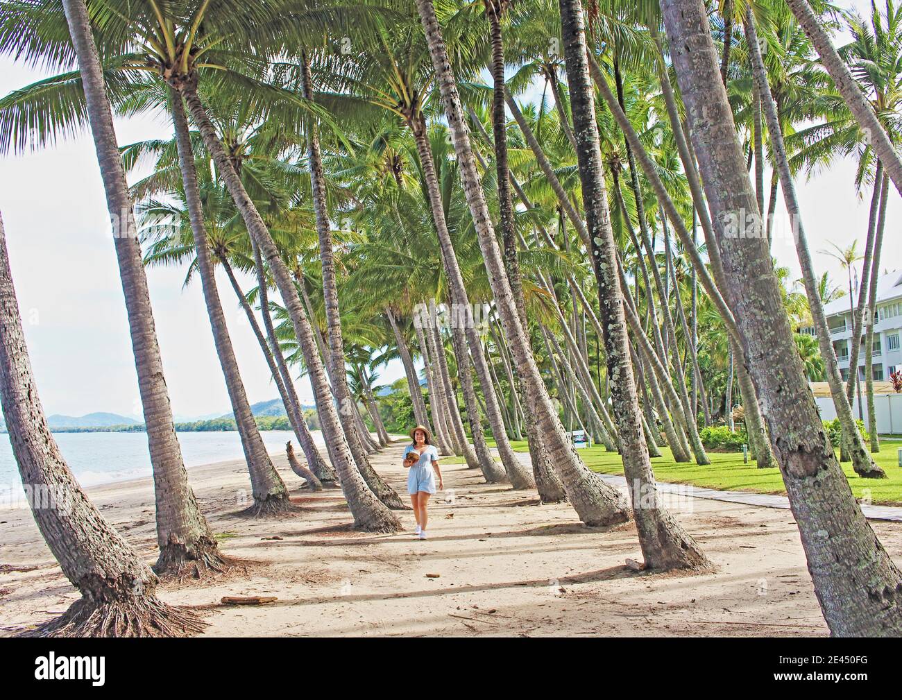 Coconut grove Palm Cove Cairns Queensland Australia Stock Photo - Alamy