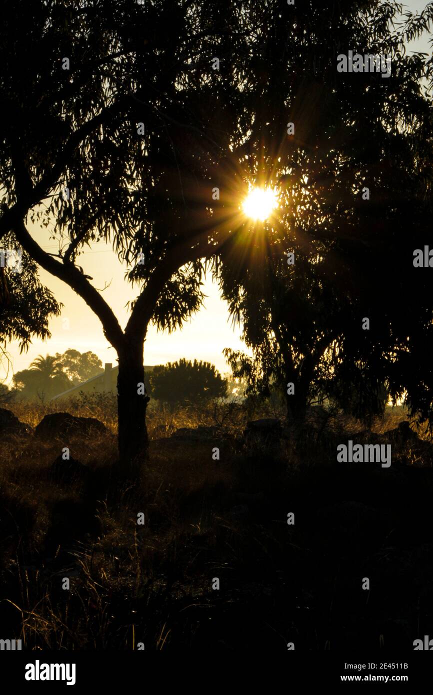 Countryside landscape with native bushes and eucalyptus trees in the ...