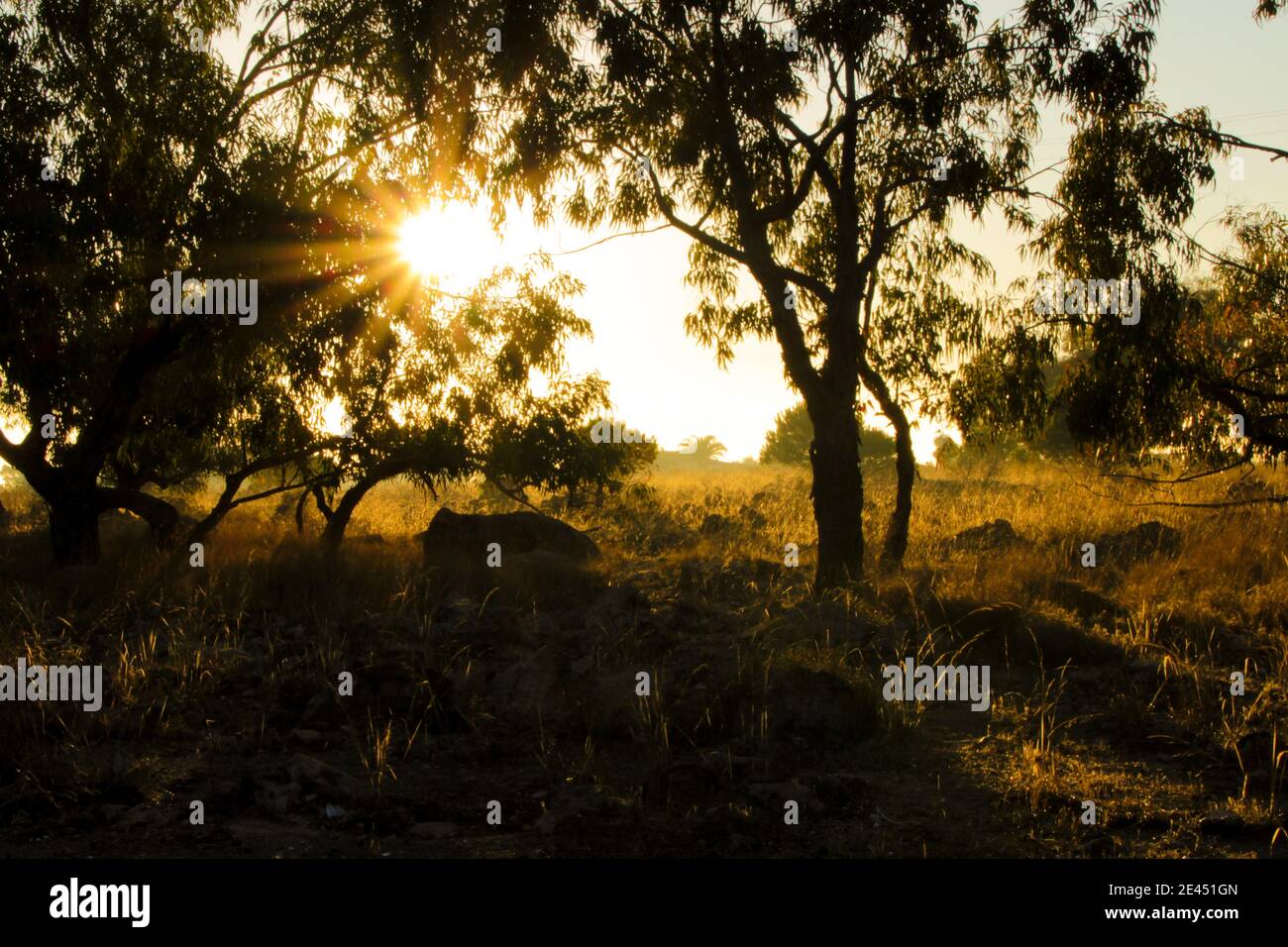 Countryside landscape with native bushes and eucalyptus trees in the ...