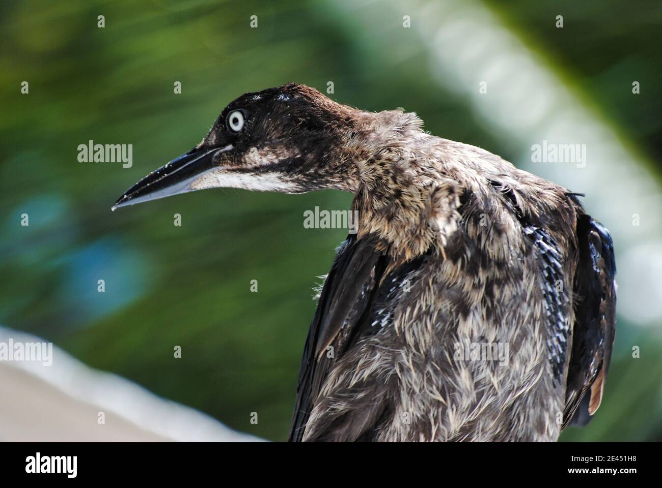 Mimida hi-res stock photography and images - Alamy