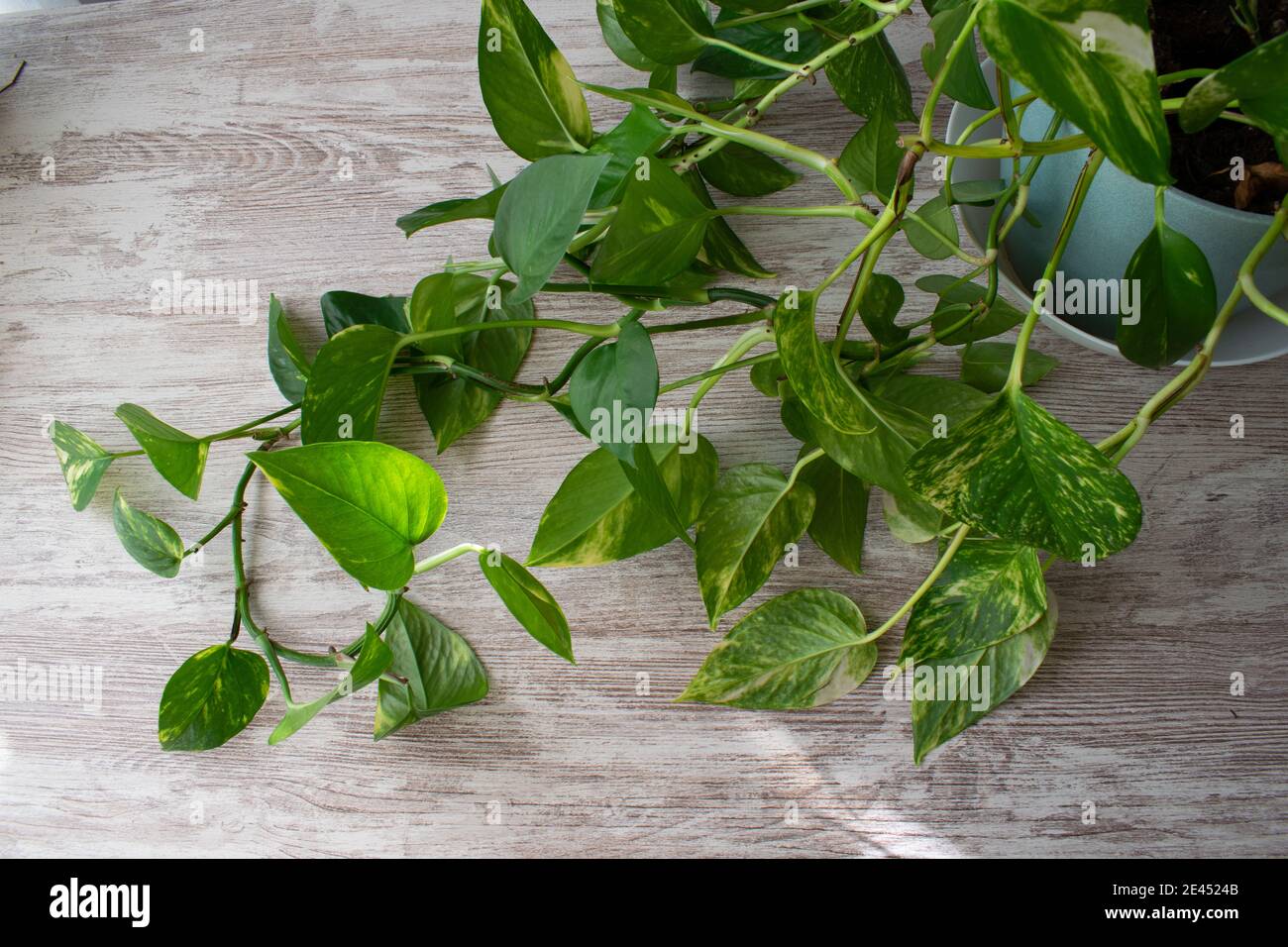 Leaves of a Scindapsus plant on a table Stock Photo - Alamy