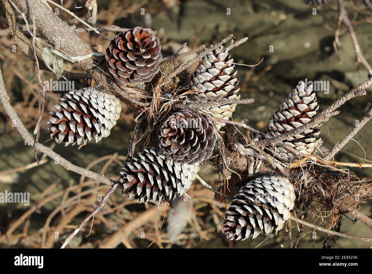 New zealand conifer tree hi-res stock photography and images - Alamy