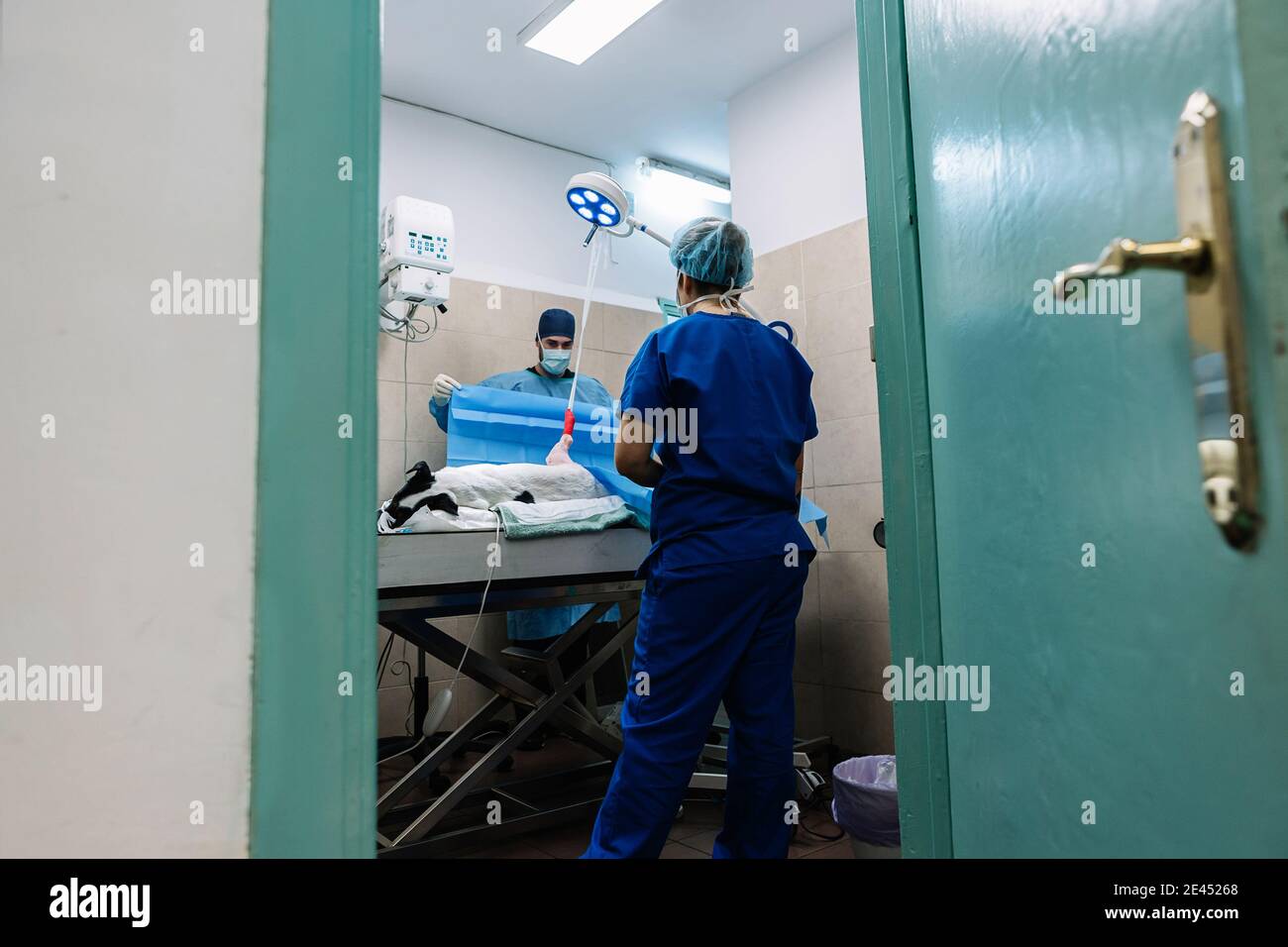 Low angle of veterinarians preparing dog on medical table for surgery ...