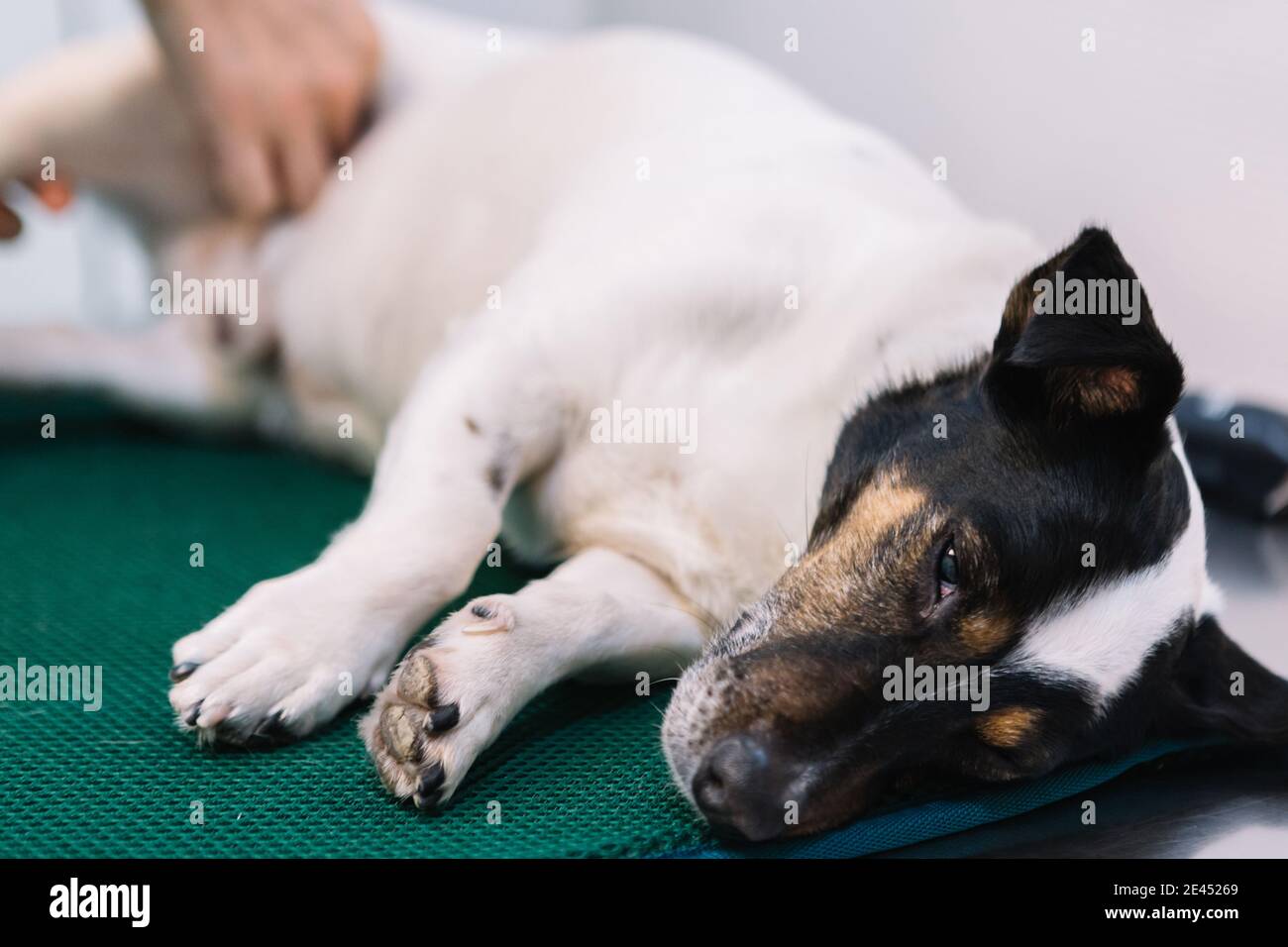 How Long Is A Dog Drowsy After Anesthesia
