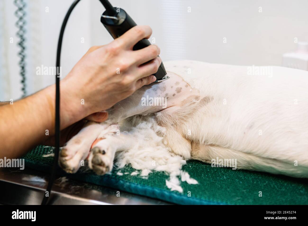 Side view of male vet doctor trimming fur from paw of dog for operation ...