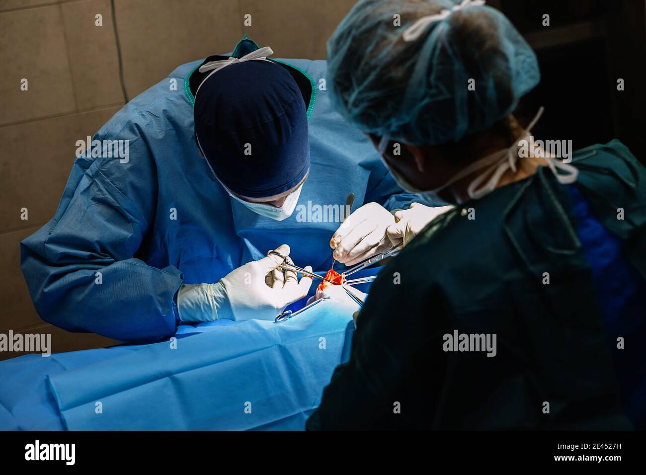 Veterinarian and assistant operating pet lying on table in medical room ...