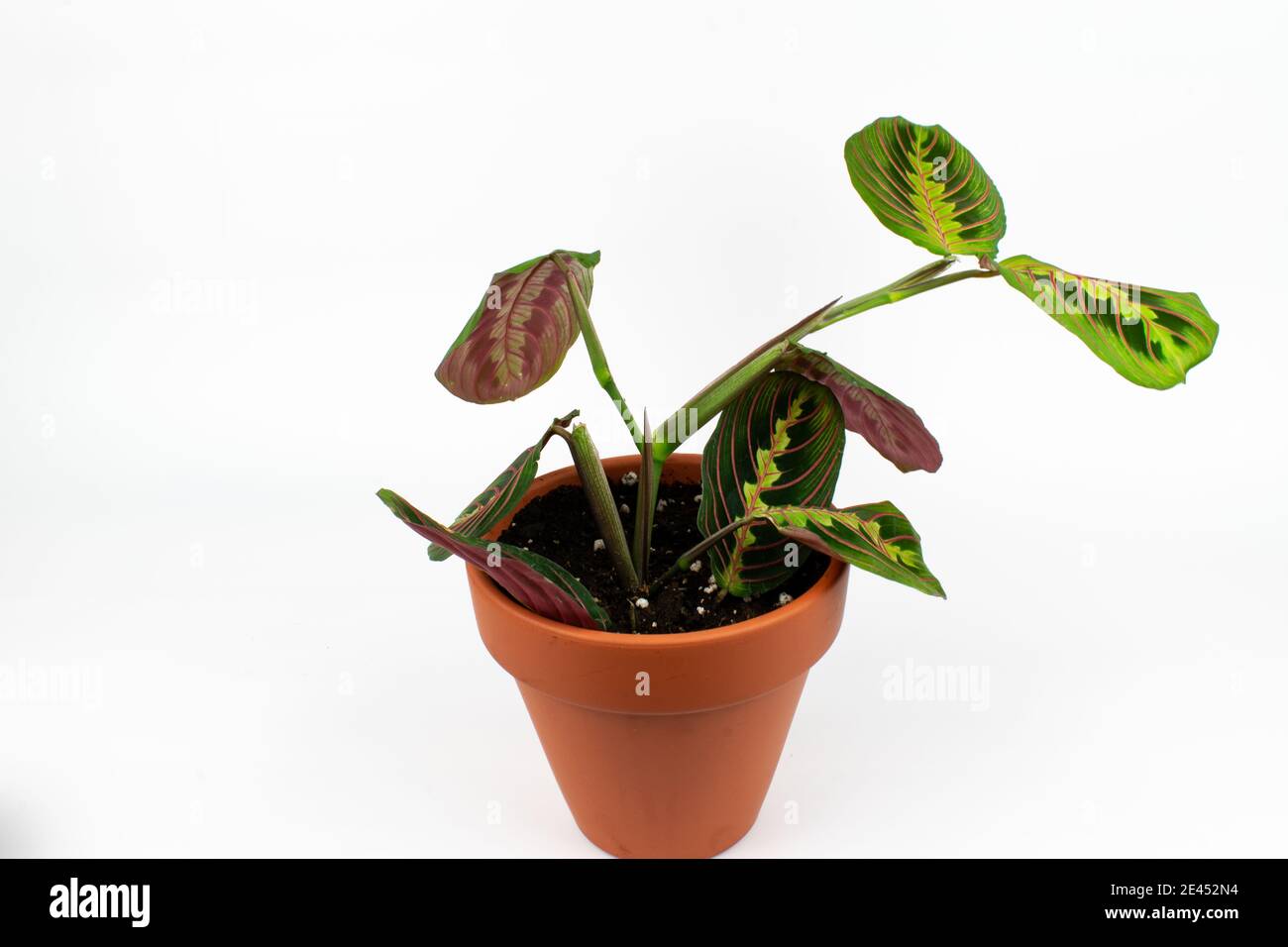 Maranta plant in a pot isolated on a white background Stock Photo - Alamy