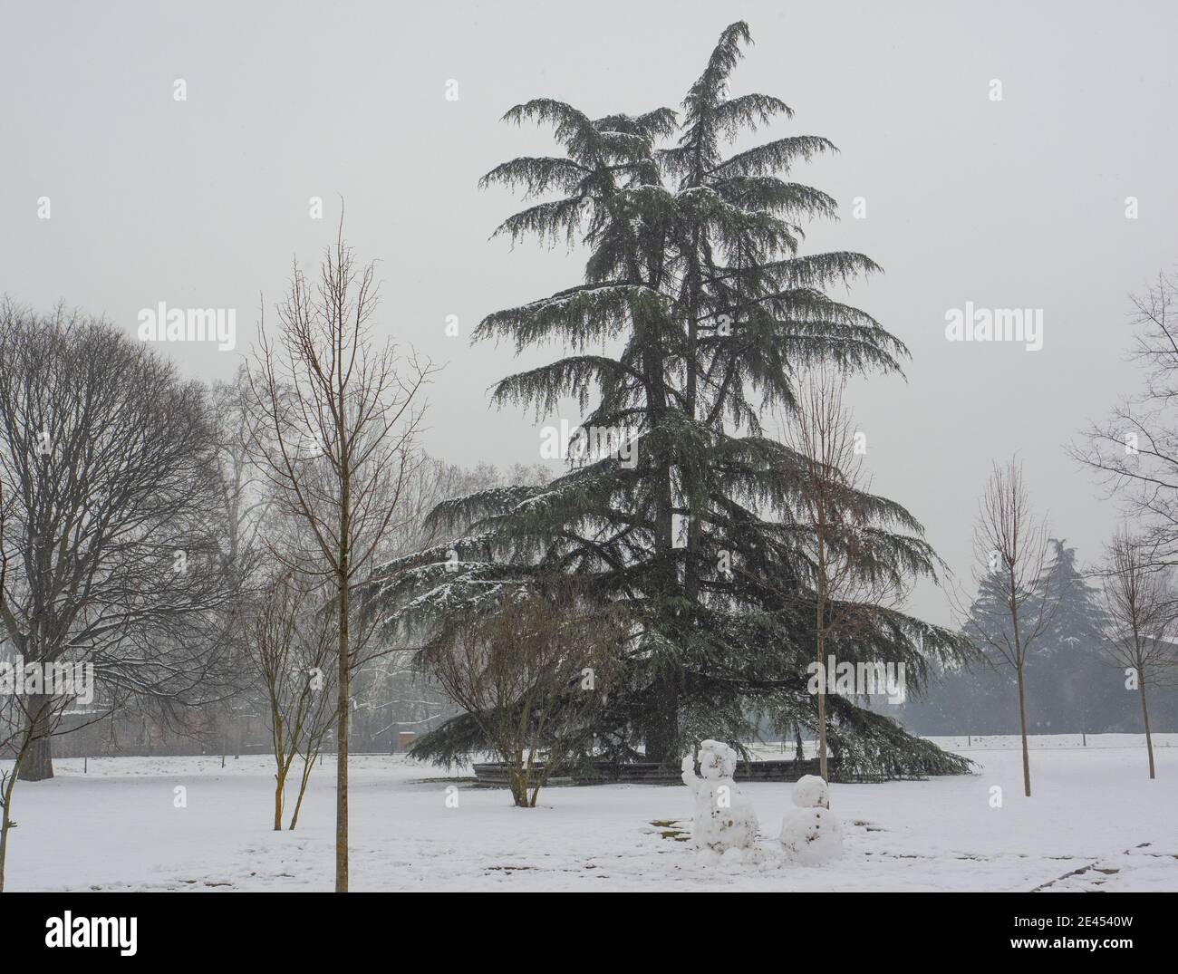 Falling winter snow covering tree hi-res stock photography and images ...