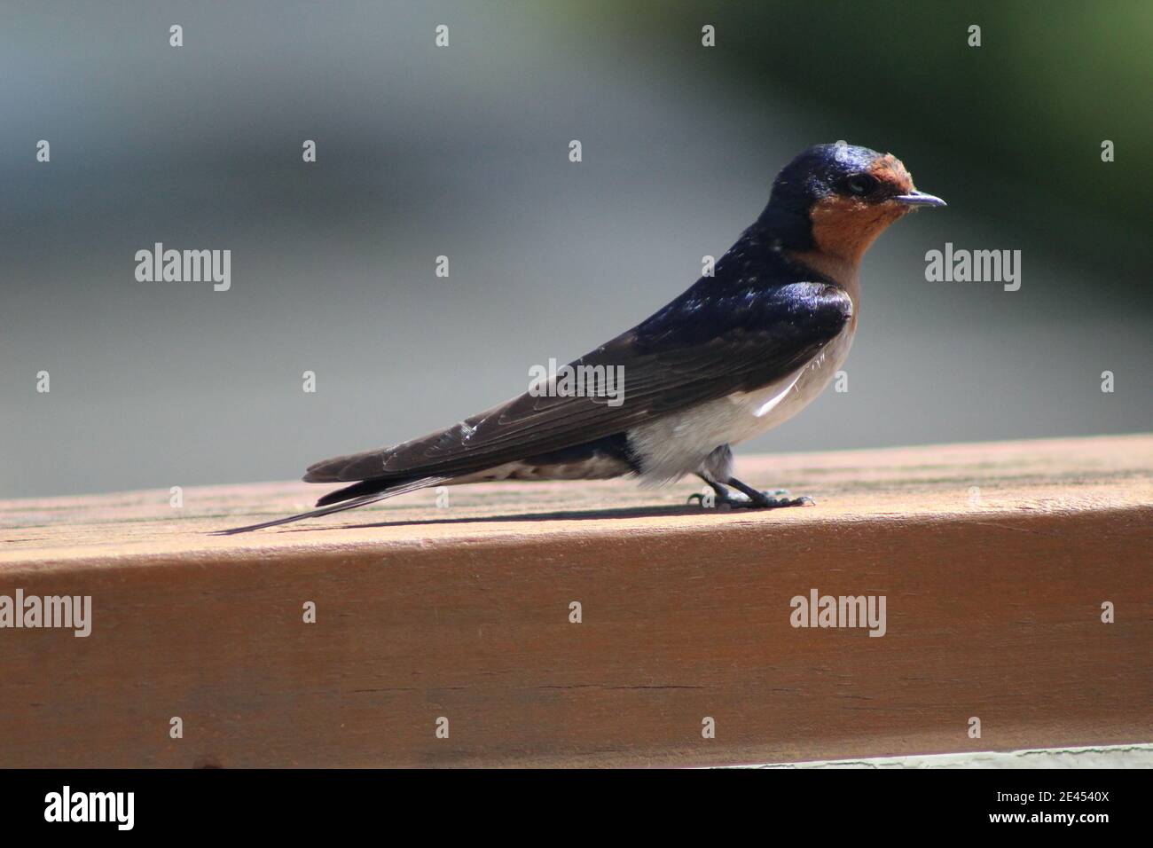 Adult Welcome Swallow Stock Photo - Alamy