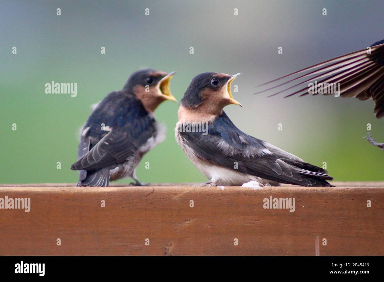 Swallow fledgling waiting for food hi-res stock photography and images ...