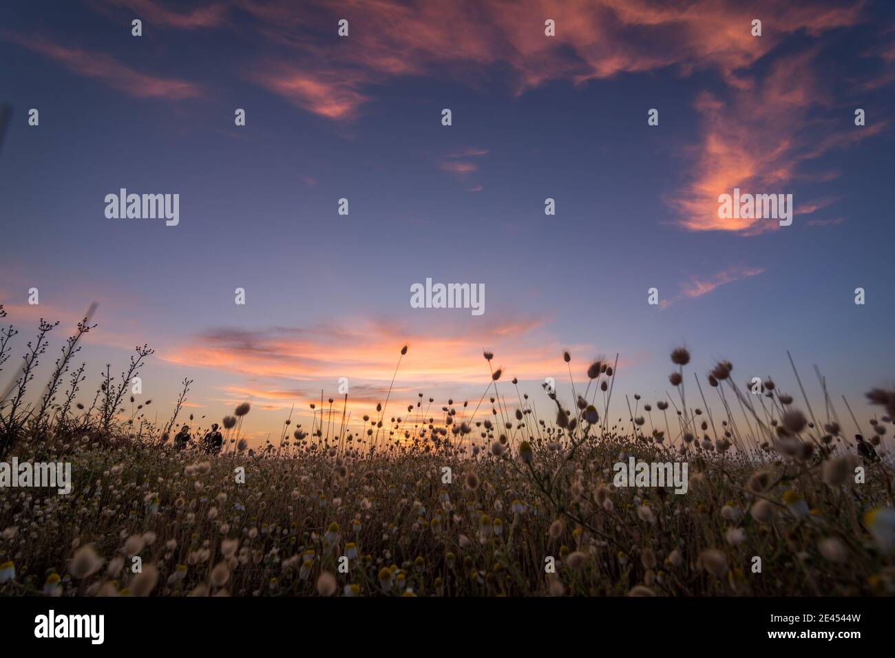 Beautiful shot field sunset hi-res stock photography and images - Alamy